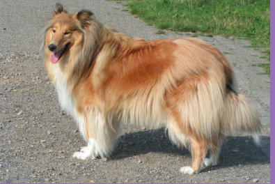 Jessies Angels Collies